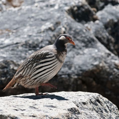 Unveiling Khunjerab Pass Gypsy Trails And Mesmerizing Scenic Delights