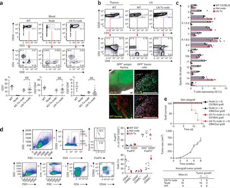 Functional Ectopic Thymus In The Jejunal Lymph Node A Flow