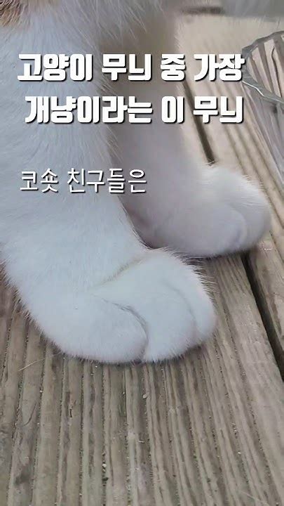 코숏 이 무늬 고양이는 선택 받았습니다 Youtube