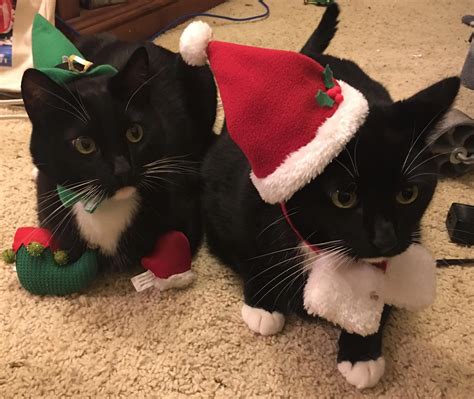 Meowy Christmas Scrolller