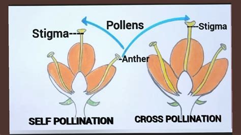Pollination Process Male Female Flower Components At James Kornweibel Blog