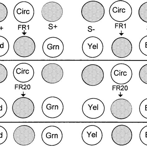 Test Trials The Six Trial Types Presented On Test Trials Half Of The