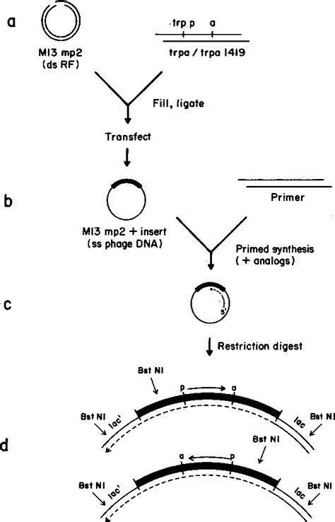 Figure 1 From Effects Of Dna Base Analogs On Transcription Termination