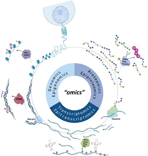 Figure 2 From The Transition From Cancer Omics” To Epi Omics” Through