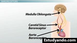 Regulación De La Presión Arterial Regulación A Corto Plazo Y