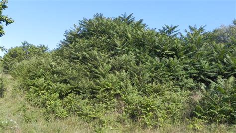 Pajasan žláznatý Ailanthus Altissima Ochranářská Příručka