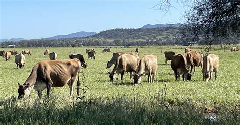 Bovine Ephemeral Fever Cases Prompt Renewed Warning For Cattle