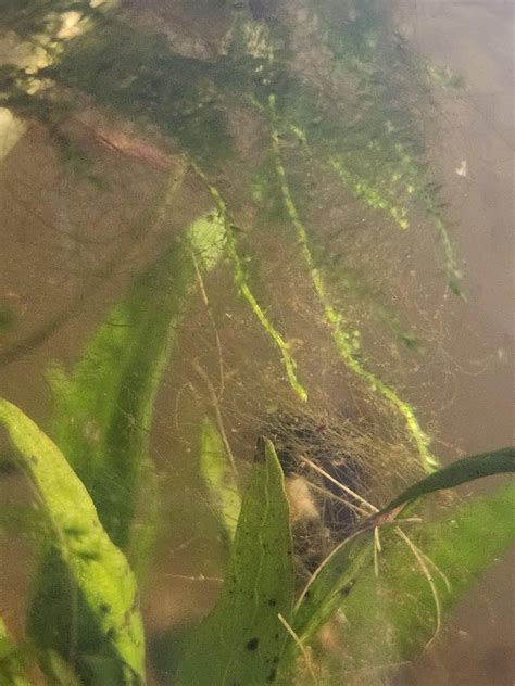 What Is This Algae Long Thin Strands Up To 12 Inches R Aquariums