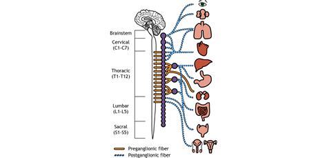 Peripheral Nervous System Introduction To Neurobiology Peripheral Nervous System Introduction To Neurobiology