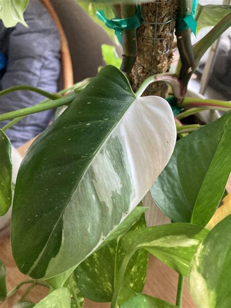 Pink On My Newest White Princess Leaf R Houseplants