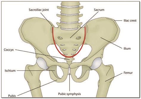 The Ultimate Guide To Understanding The Bones Of The Pelvis A Detailed