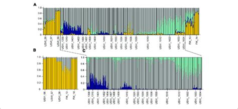 Structure Plots Illustrating The Number Of Genetic Clusters In The Download Scientific