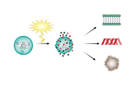 Cell Membrane Damage Over 215 Royalty Free Licensable Stock