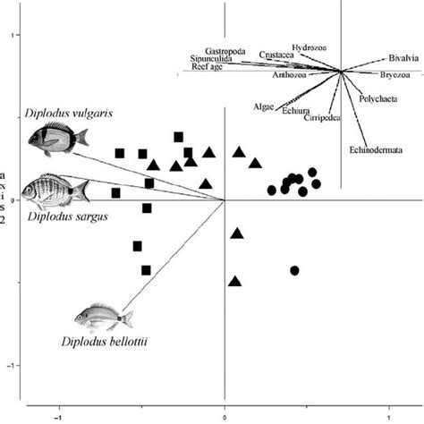 Redundancy Analysis Triplot Showing The Relationship Between Benthic