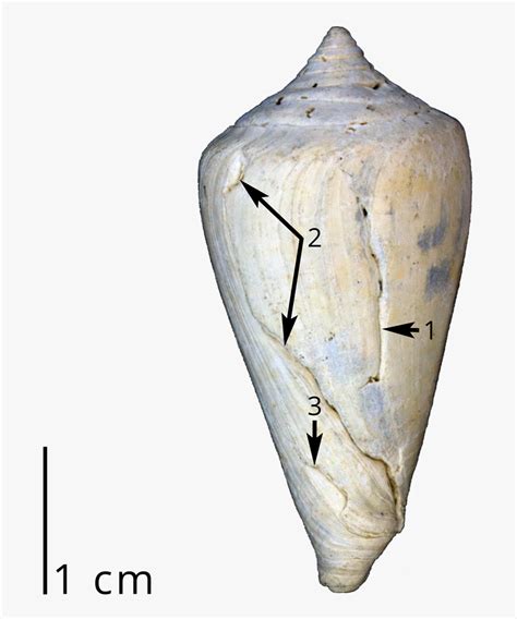 A Fossil Cone Snail Shell Showing Three Different Sets Leafhopper HD Png Download