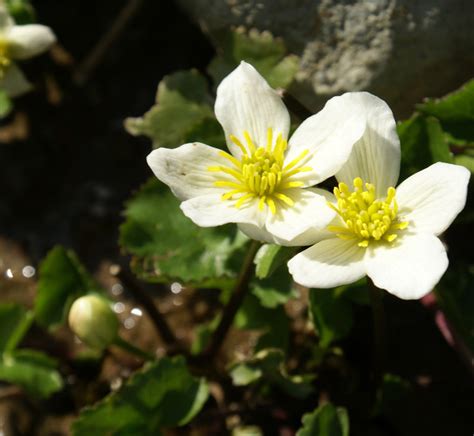 Caltha Alba Eflora Of India