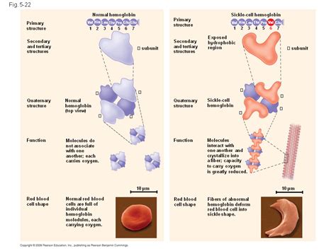 Sickle Cell Hemoglobin Structure At Alexis Stanford Blog