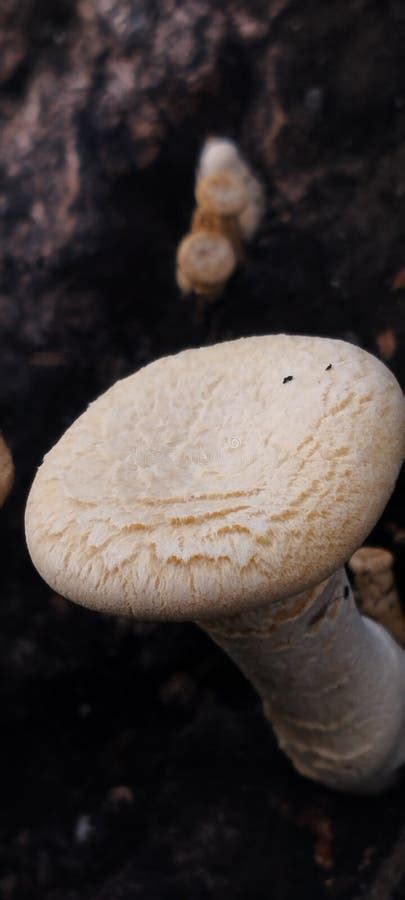 Pleurotus Dryinus Stock Image Image Of Mushroom Pleurotus 265997277