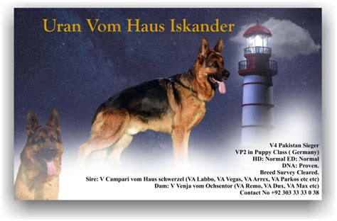 Do Design Tamplate In Coreldraw By Rizwanahmad359 Fiverr