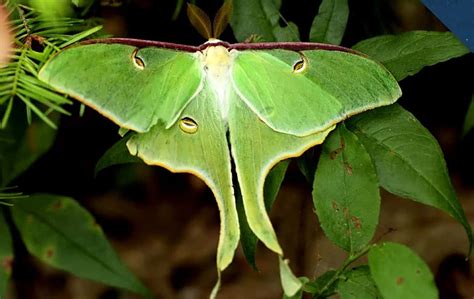 Download Close Up Of A Beautiful Moth
