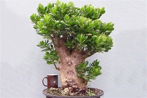 Как обрезать денежное дерево бонсай из Толстянки формирование фото пошагово