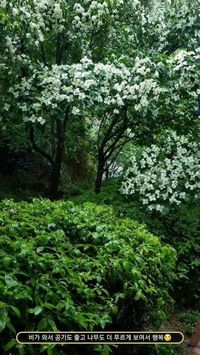 서울나들이 연희동숲속쉼터 브이로그 서울여행 비오는날 Youtube