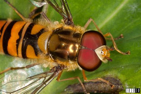 Hoverfly By Jeje Je On Deviantart