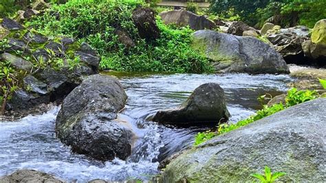 Quiet Creek Water Sounds For Deep Concentration Youtube