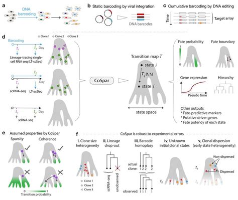 Integrative Analysis Of Lineage Tracing And Transcriptome Data A