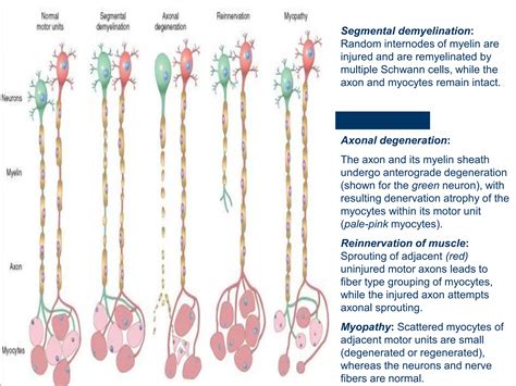 Pns And Muscle Ppt