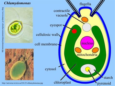 Ppt Green Algae Powerpoint Presentation Free Download Id150435