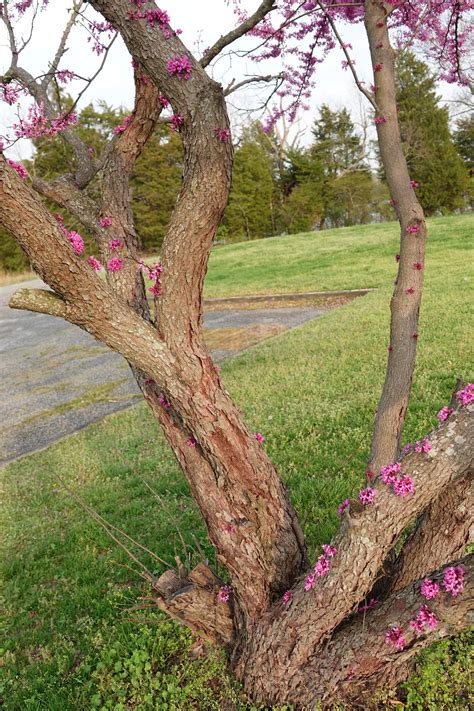 Eastern Redbud Fall Color