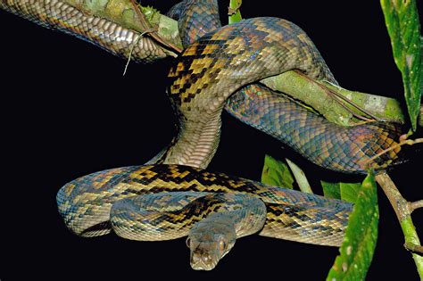 Wangetti Reptiles