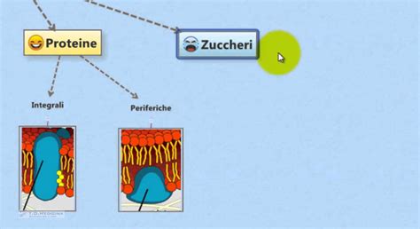 25 Membrana Cellulare Struttura Funzioni Composizione Youtube