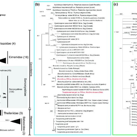 Consensus Tree Inferred From A Subset Of Apicomplexan Species Using Download Scientific Diagram