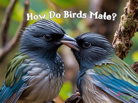 What Bird Has Blue Eggs Discover The Birds Meanings And Secrets Behind