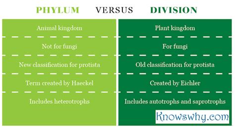 Difference Between Phylum And Division