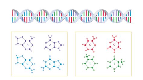 Bst Polymerase