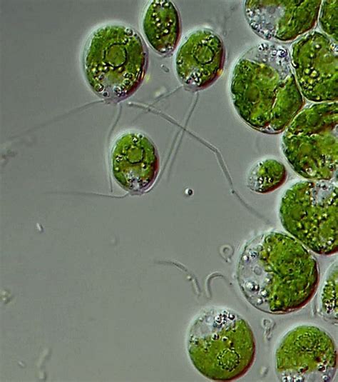 裸藻（euglena） 上海光语生物科技有限公司