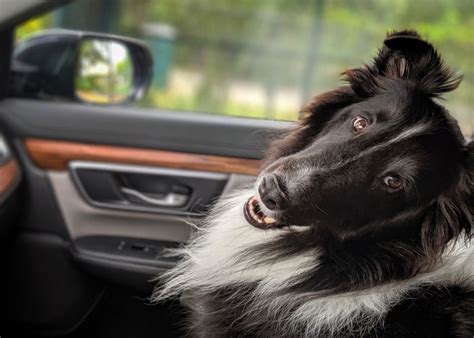 Glukozamin Za Pse Suplementi Za Pse Pet Club Online