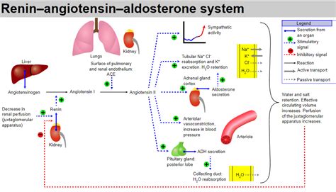 Renin Agniotensin Pathway Phlebotomy Career Training