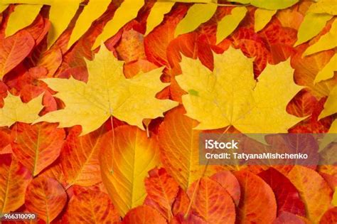 텍스처 배경 패턴입니다 붉은 단풍 가 착 색입니다 가 잎의 배경 0명에 대한 스톡 사진 및 기타 이미지 0명 가을 갈색 Istock