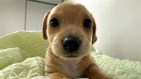 How To Buy Billy Billy Meme Coin Without Kyc Private And Fast Options