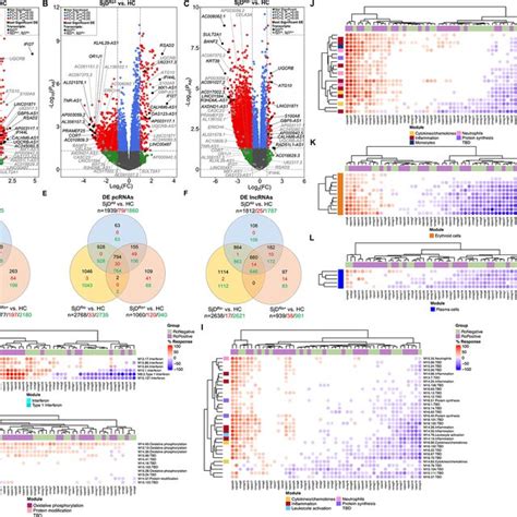 Protein Coding Pcrnas And Long Non Coding Lncrnas Are Download