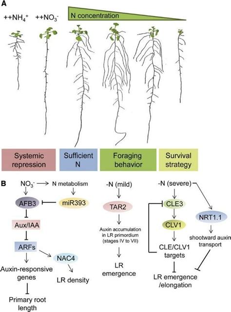 Represents Rsa Responses To Nitrogen Availability A Excess Supply Download Scientific