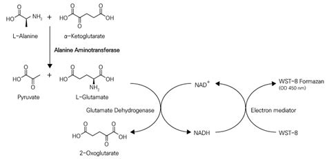 Alt Assay Kit Bm Alt 100 바이오맥스biomax