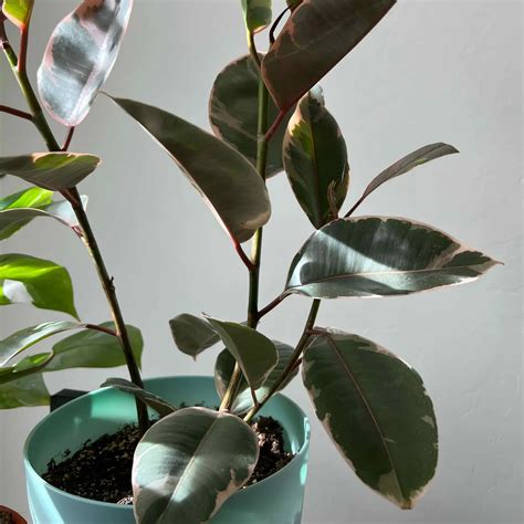 Propagating Ficus Ruby Step By Step Guide
