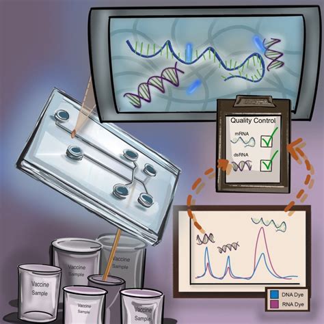 Analyzing Double Stranded Rna Impurities In Mrna Samples