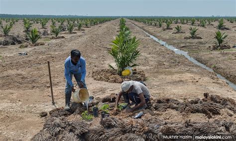 Isu Kekurangan Pekerja Ladang Tak Berkesudahan