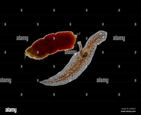 Freshwater Triclad Flatworm Girardia Tigrina Extending Its Muscular